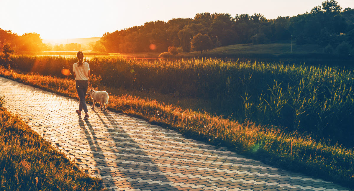 Råd til hundeeiere ved hoggormbitt - Agria Dyreforsikring