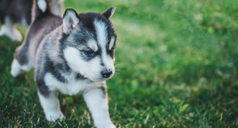 Agria Breeders Shop - Agria Dyreforsikring