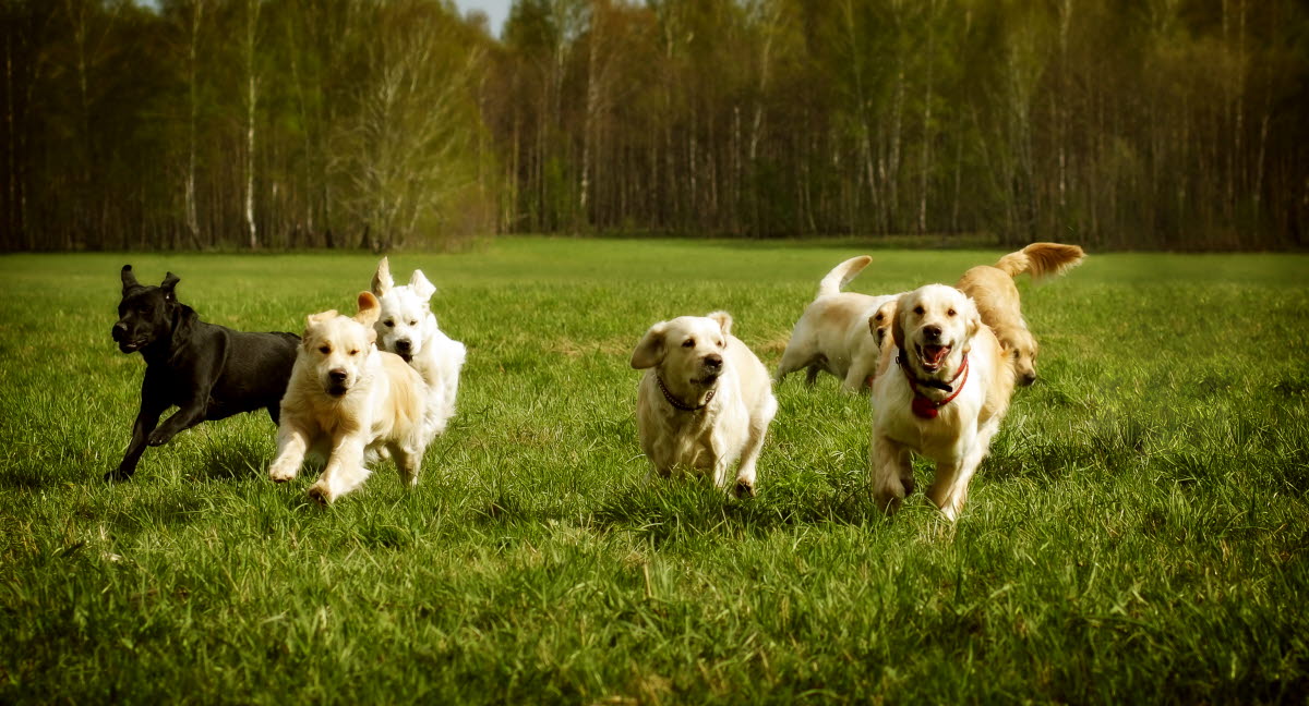 Agria Breeders Club – hund - Agria Dyreforsikring